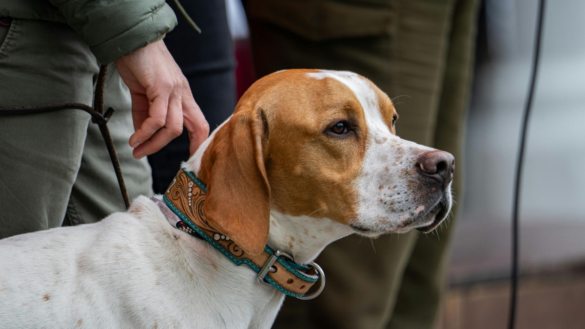 "Un jeune, une passion " n°8 : Lou et son amour des chiens - Futur en ...
